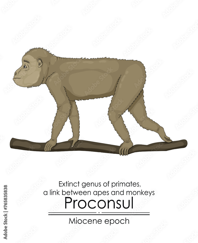 Proconsul, extinct genus of primates, a link between apes and monkeys ...