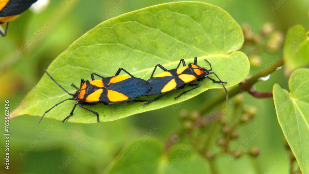 Assassin bugs mating on a leaf in Cotacachi, Ecuador Stock Photo ...