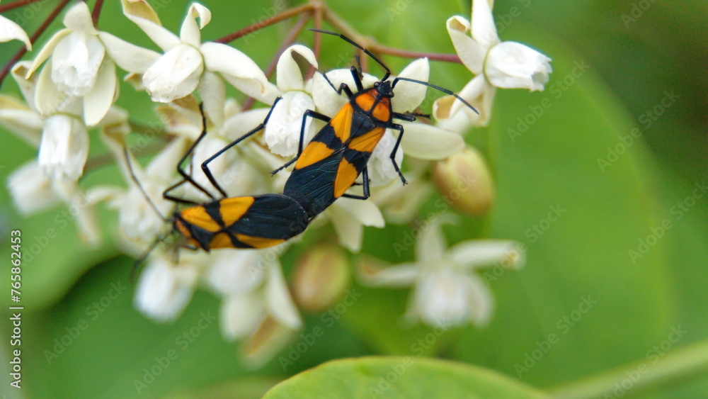 Assassin bugs mating on a cluster of white wildflowers in Cotacachi ...