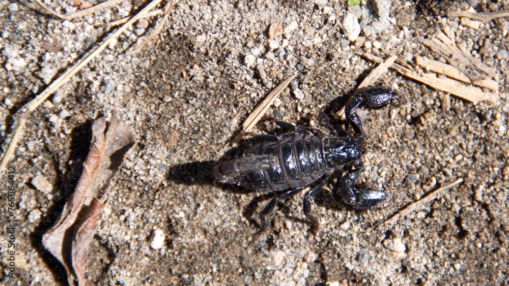 Exoskeleton of a scorpion on the ground in Cotacachi, Ecuador Stock ...