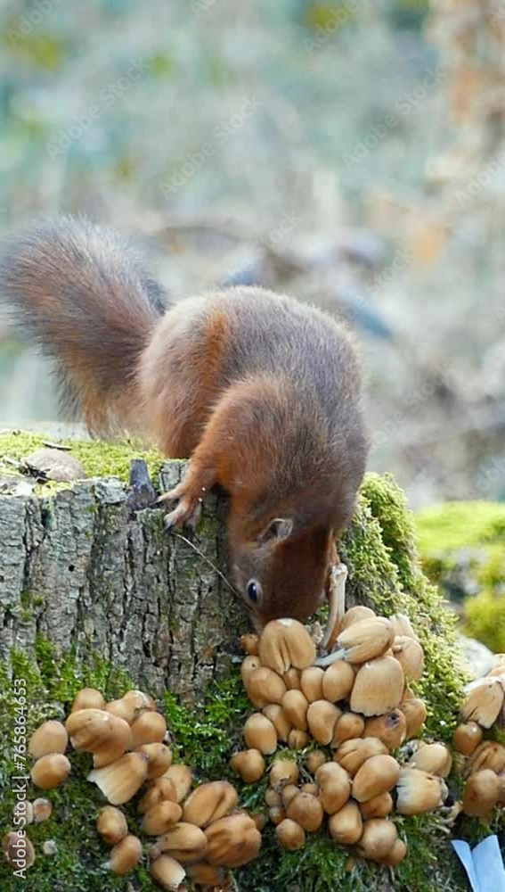 Vertical footage of cute squirrel eating fungi from the growth on a ...