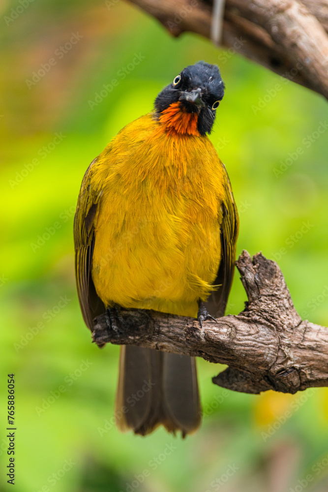 The ruby-throated bulbul (Rubigula dispar), or yellow bulbul, also ...