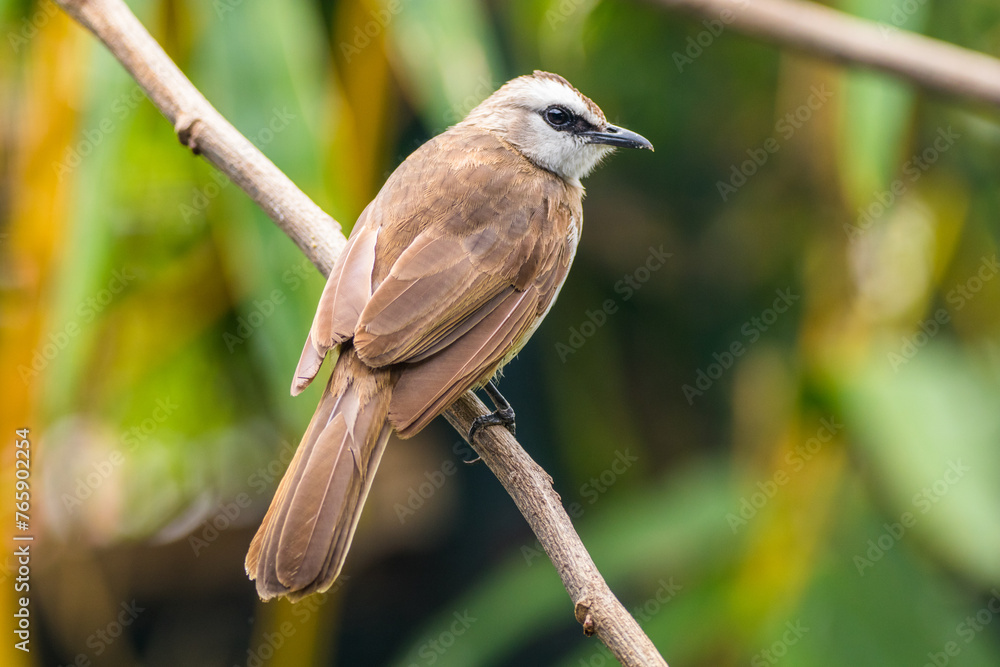 The yellow-vented bulbul (Pycnonotus goiavier), or eastern yellow ...
