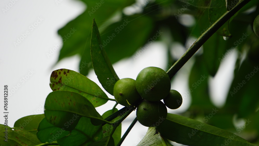 Mundu rata (Garcinia dulcis, baniti, taklang-anak, maphuut, ma phut ...
