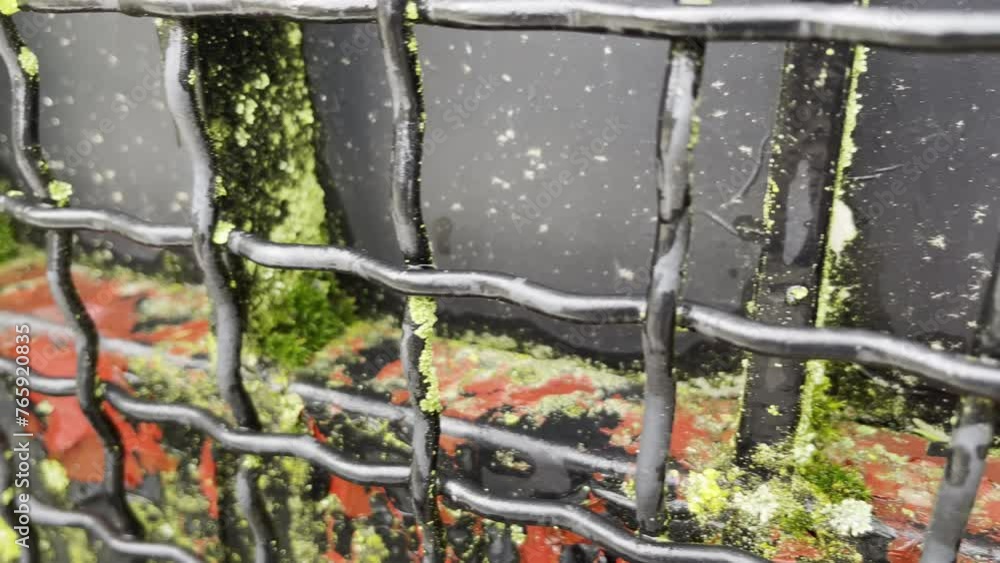 Green lichen, moss or fungus covering black metal fence because of ...