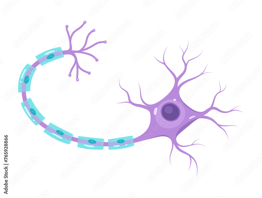 Vector Illustration of neuron anatomy. Infographic (nerve cell axon and ...