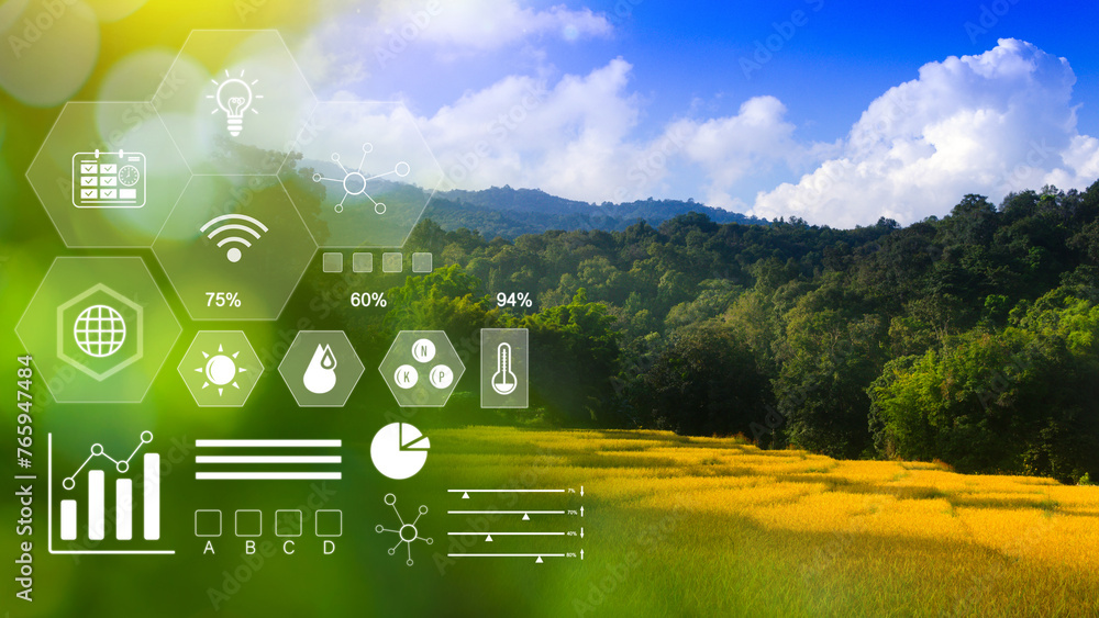 Golden yellow rice field with infographics Smart farming and precision ...