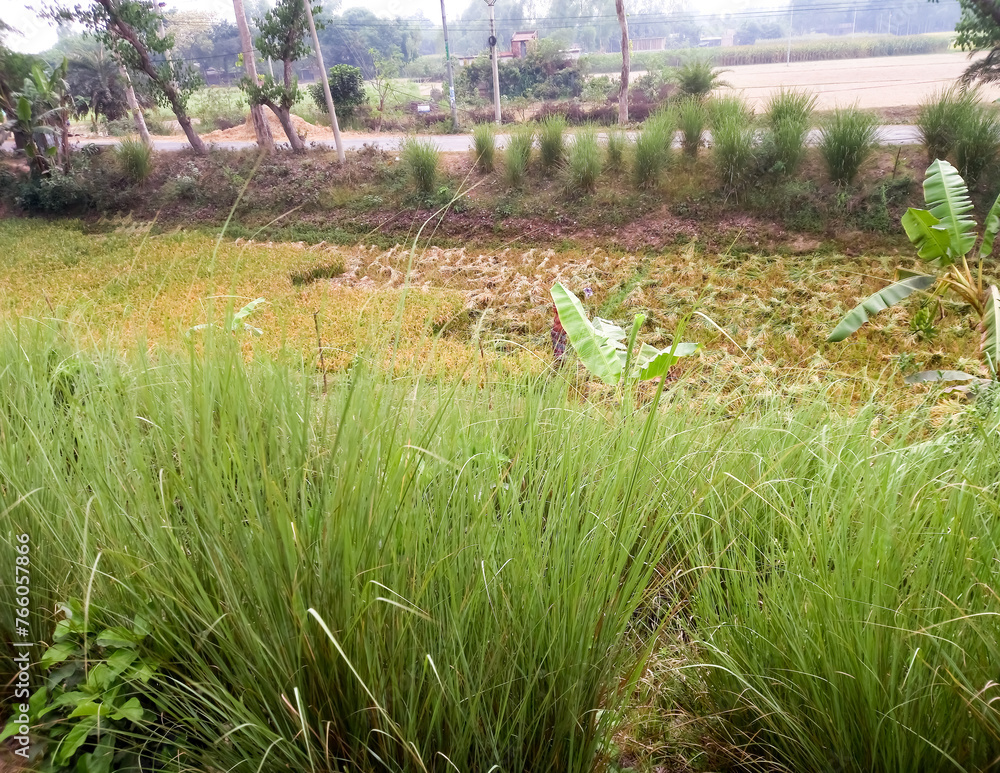 Green vetiver grass with village road. Vetiver System is used for soil ...