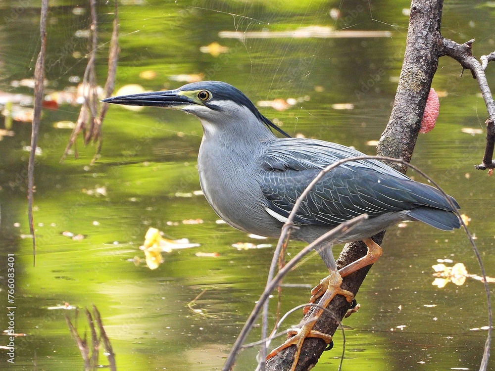 Striated Heron, Yellow eyes, dark skin around the eyes and mouth The ...