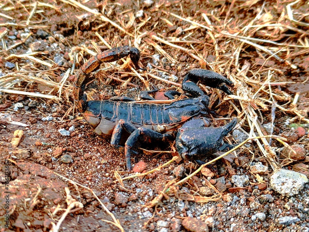Scorpions are a group of animals with eight legs in the order ...