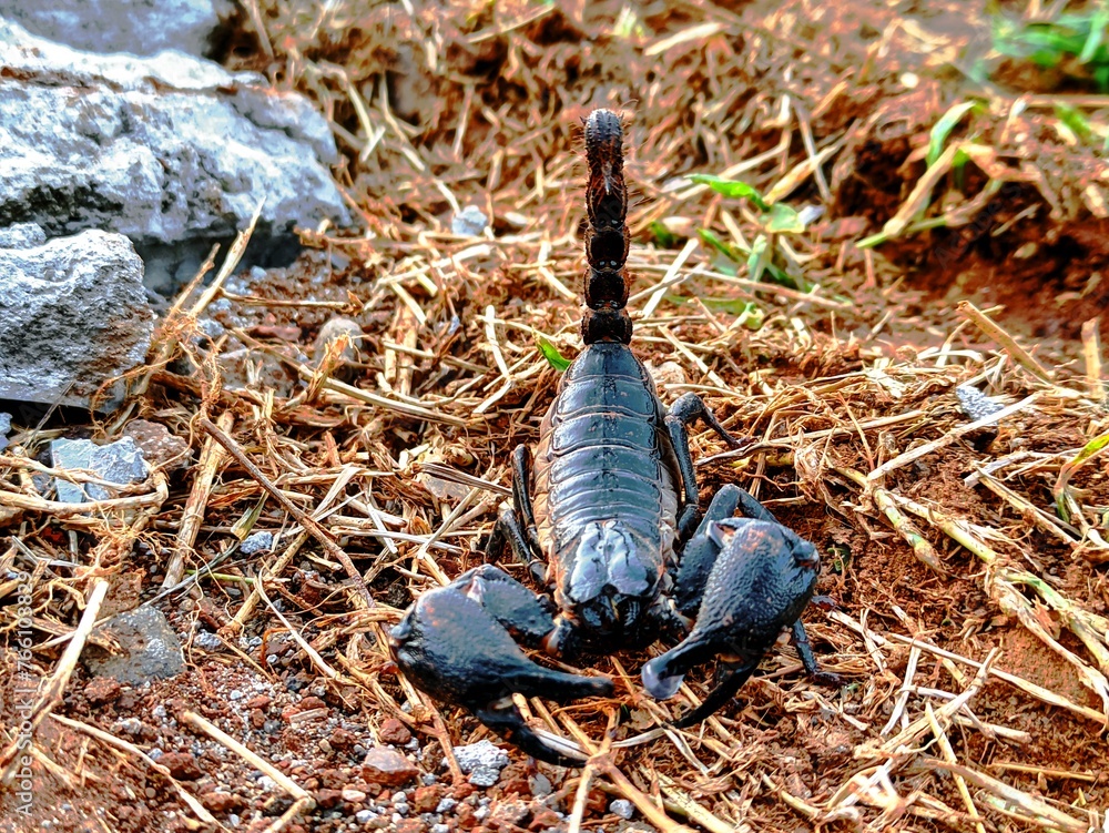 Scorpions are a group of animals with eight legs in the order ...