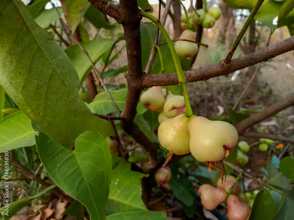 Young water apples fruits (Syzygium aqueum) growing up on its tree in ...