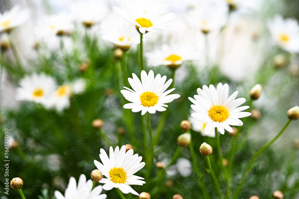Selective focus of white cream flower with green leaves in garden ...