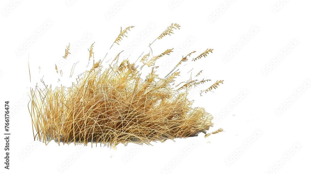 Dried yellowing grass isolated with transparent background - wild grass ...
