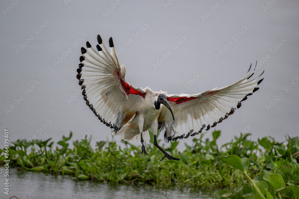 Ibis or ibis is the common name of the long-legged and bare-headed bird ...