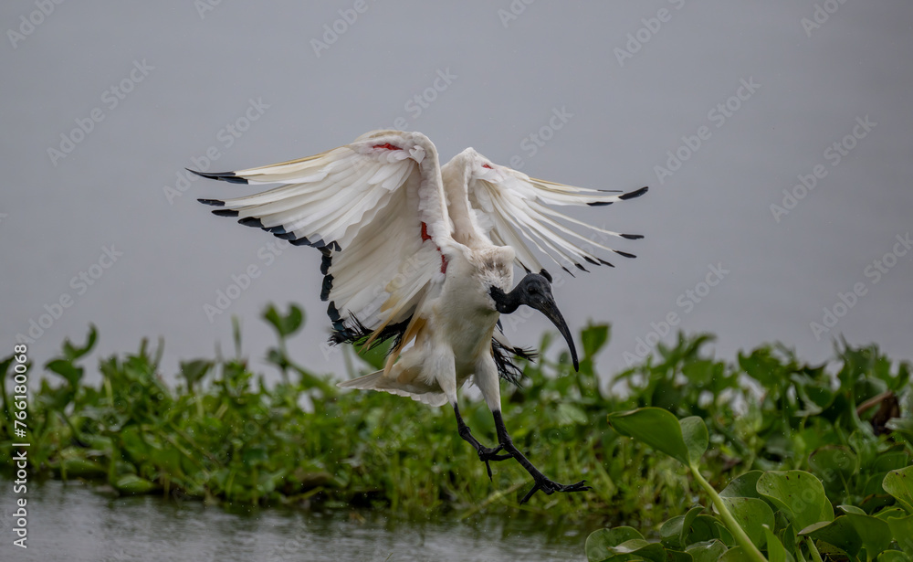 Ibis or ibis is the common name of the long-legged and bare-headed bird ...