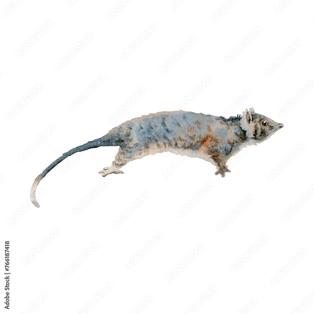 Ringtail possum. Australian native marsupial nocturnal animal ...