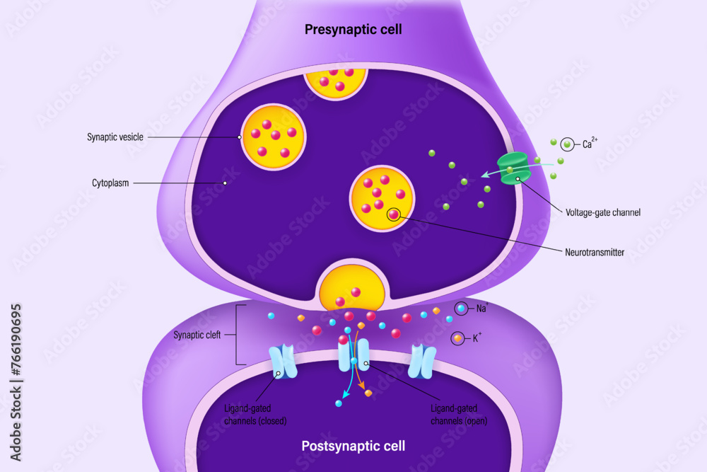 Chemical synapse vector. Neuron communication. Synaptic transmission ...