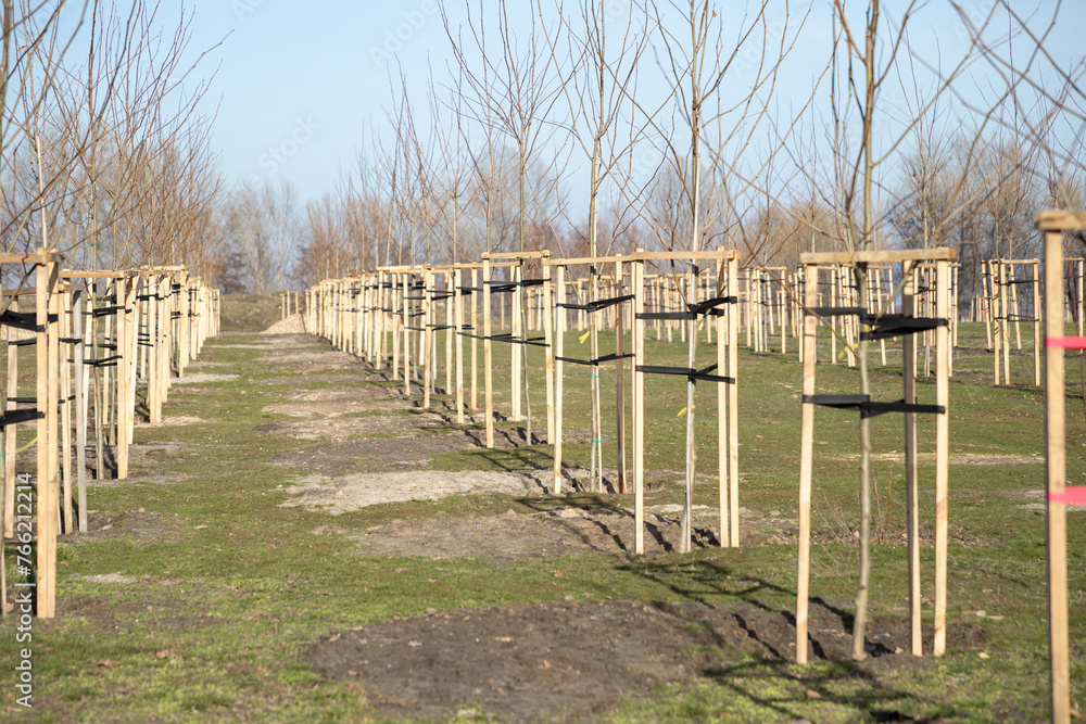 Young trees planted in a row in the new city park. Young trees with ...