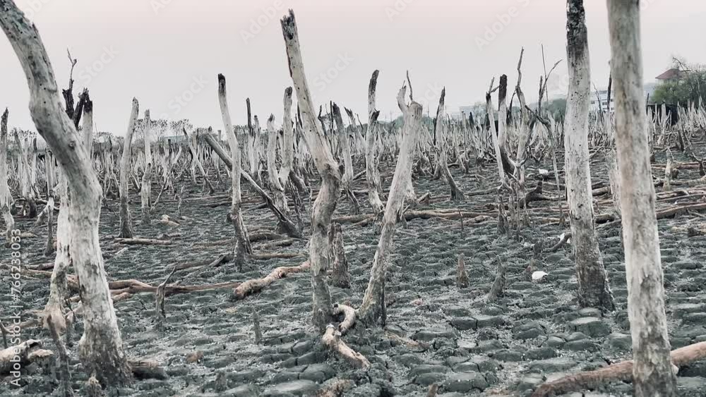 Destroyed mangrove forest scenery, Mangrove forests are destroyed and ...