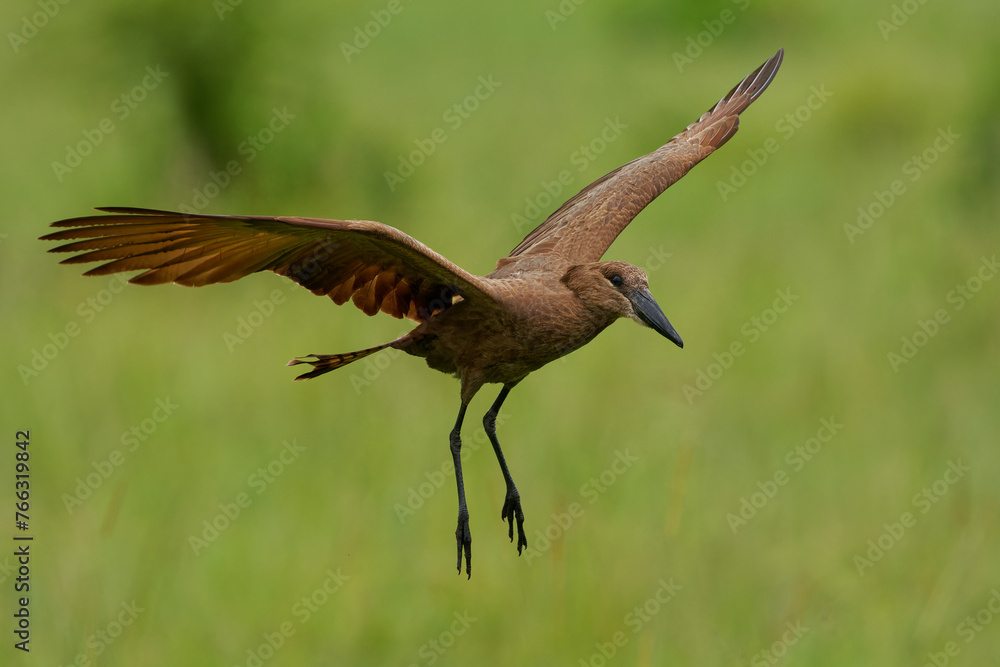 Hamerkop - Scopus umbretta medium-sized brown wading bird. It is the ...