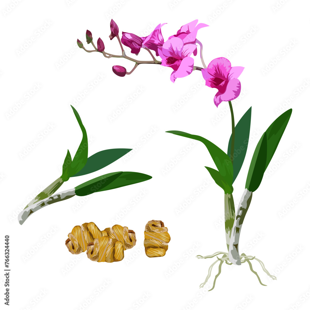 Heap of dendrobium candidum. Chinese herbal medicine vector ...