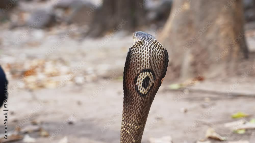 Close-up Hood on the back of the cobra snake (Naja kaouthia) raise ...