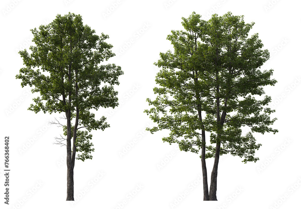 Alnus glutinosa tree (common, black, European alder) frontal set street ...