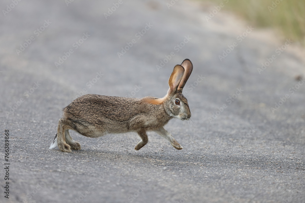 The scrub hare (Lepus saxatilis) is one of two species of hares found ...