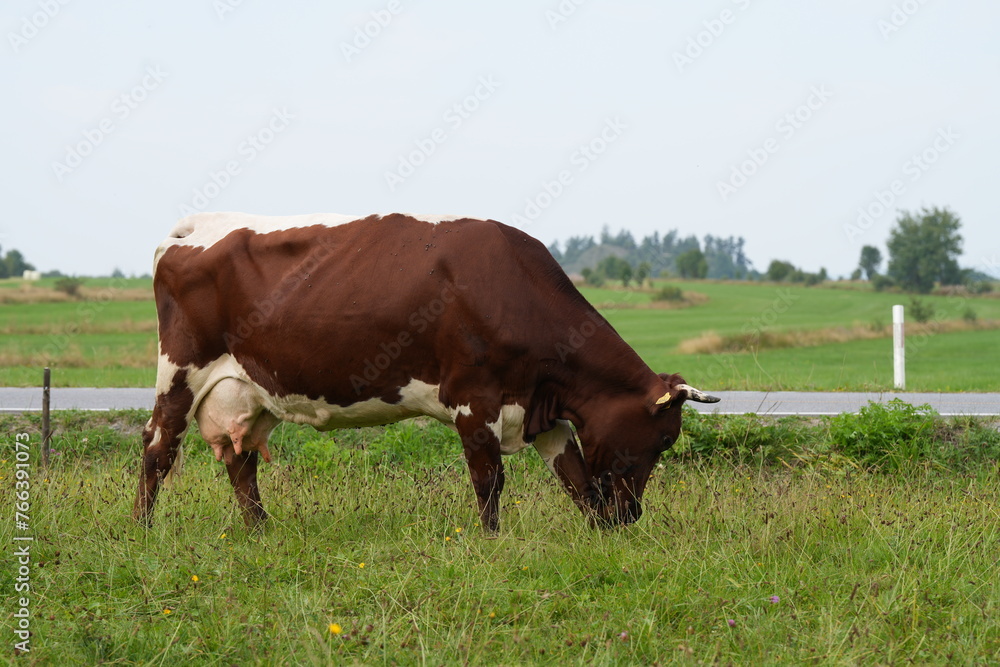 Wypas krów, krowa, bydło mleczne na łące, wypas krów, krowa na łące ...