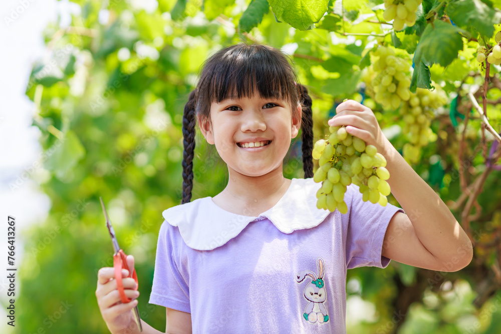 Child holding bunch of grapes in autumn vineyard. Concept for kids play ...