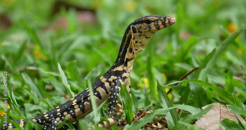 A baby Asian water monitor crawling on ground close-up. High definition ...