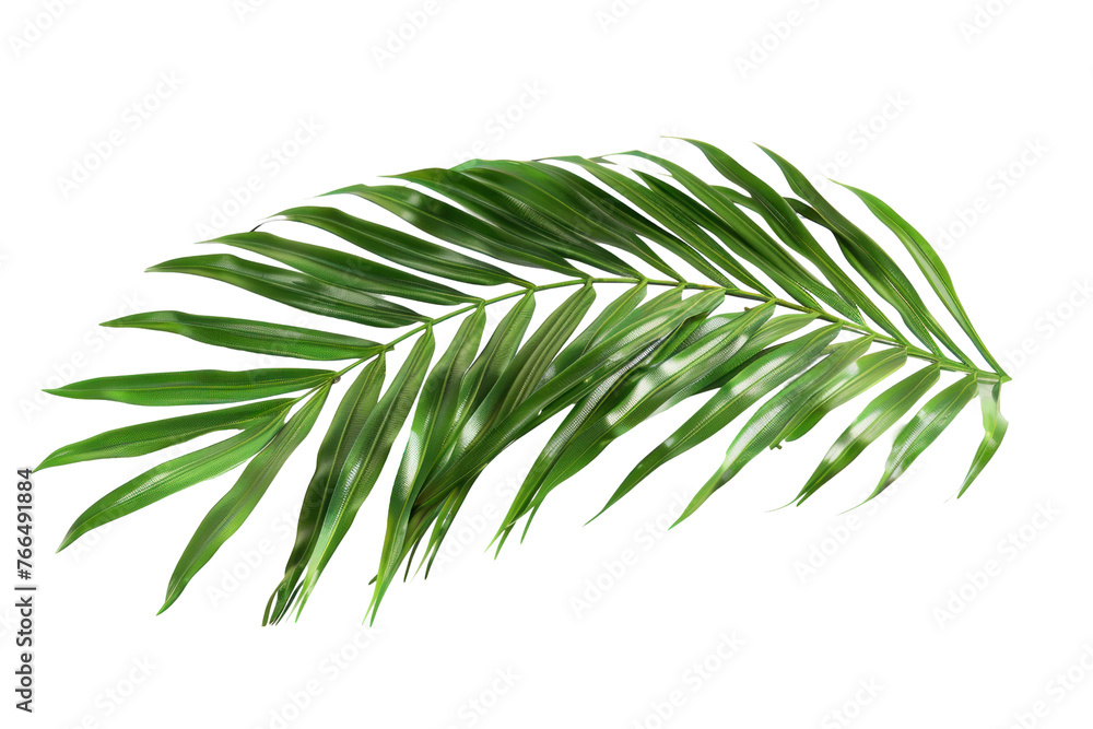 Palm frond showing detailed leaf patterns, representative of tropical ...