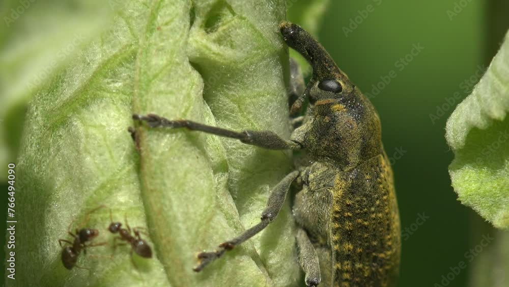 Vidéo Stock Texture on Chitin coating on the upper wings Rhubarb Weevil ...