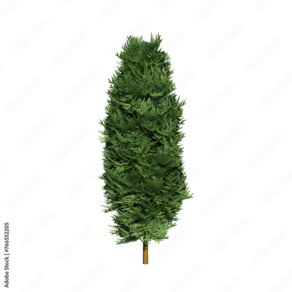 Chamaecyparis lawsoniana known by the common names of Oregon cedar ...