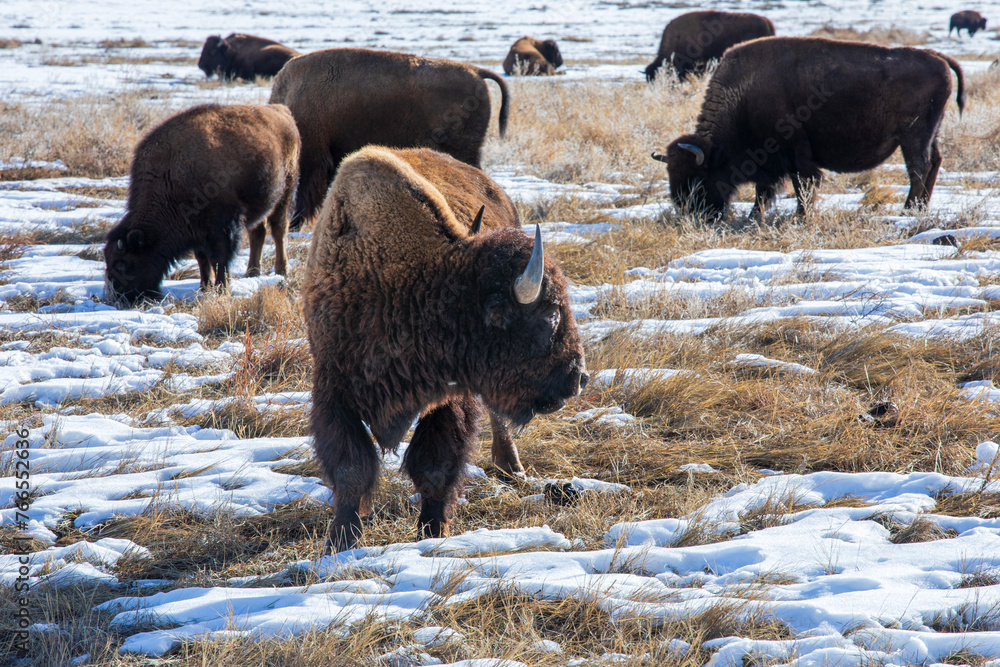 American bison, or buffalo, on the prairie with tan grasses in Colorado ...