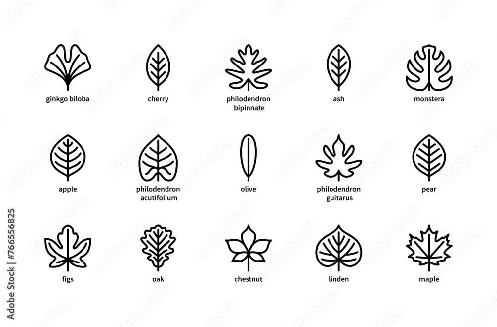 Plant leaves and their name vector linear icons. Isolated icon ...