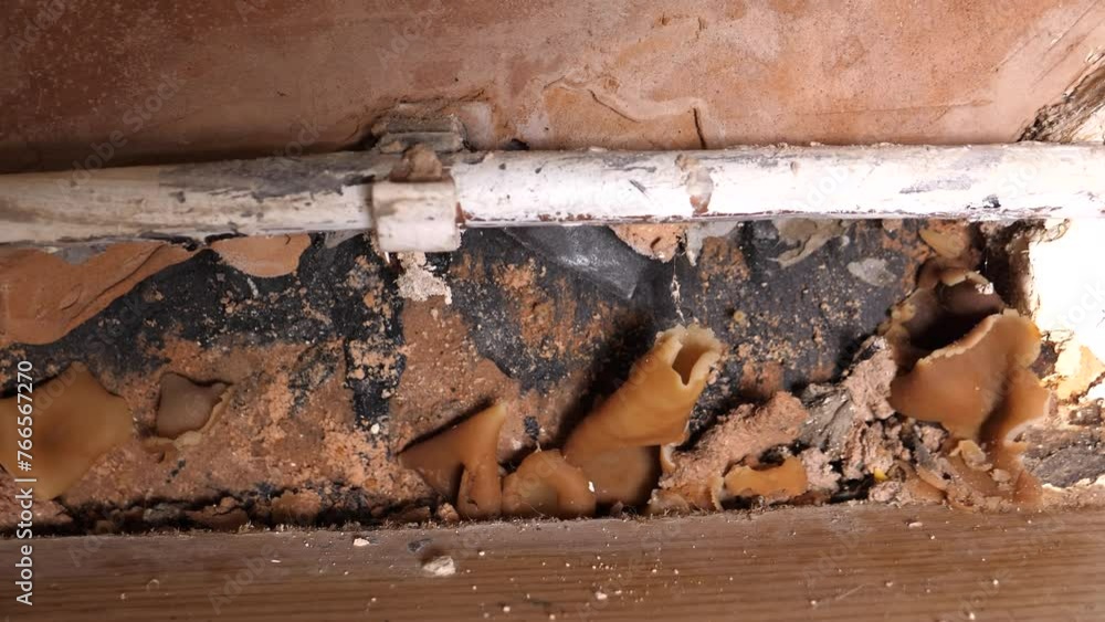 Consequences of damp inside of property - growing real fungi mushrooms ...
