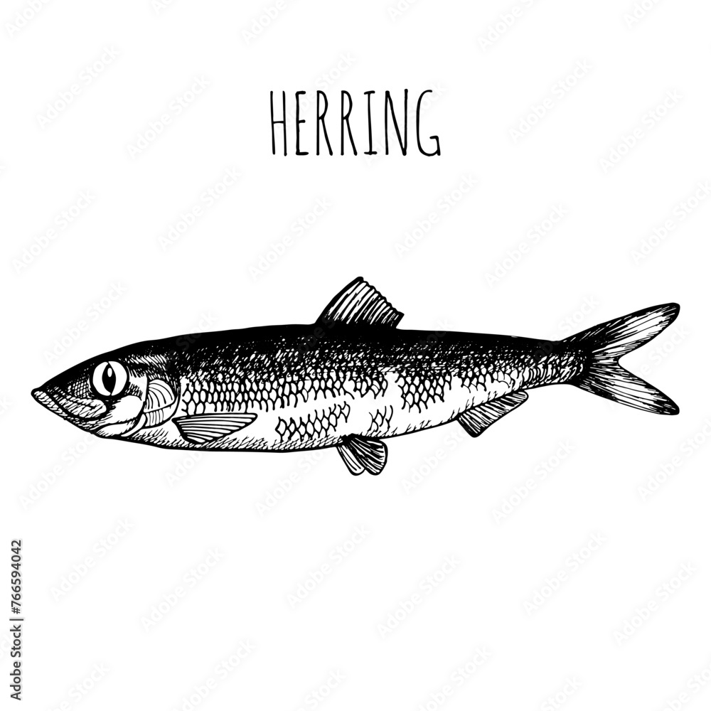 Herring, commercial sea fish. Engraving, hand-drawn sketch. Vintage ...