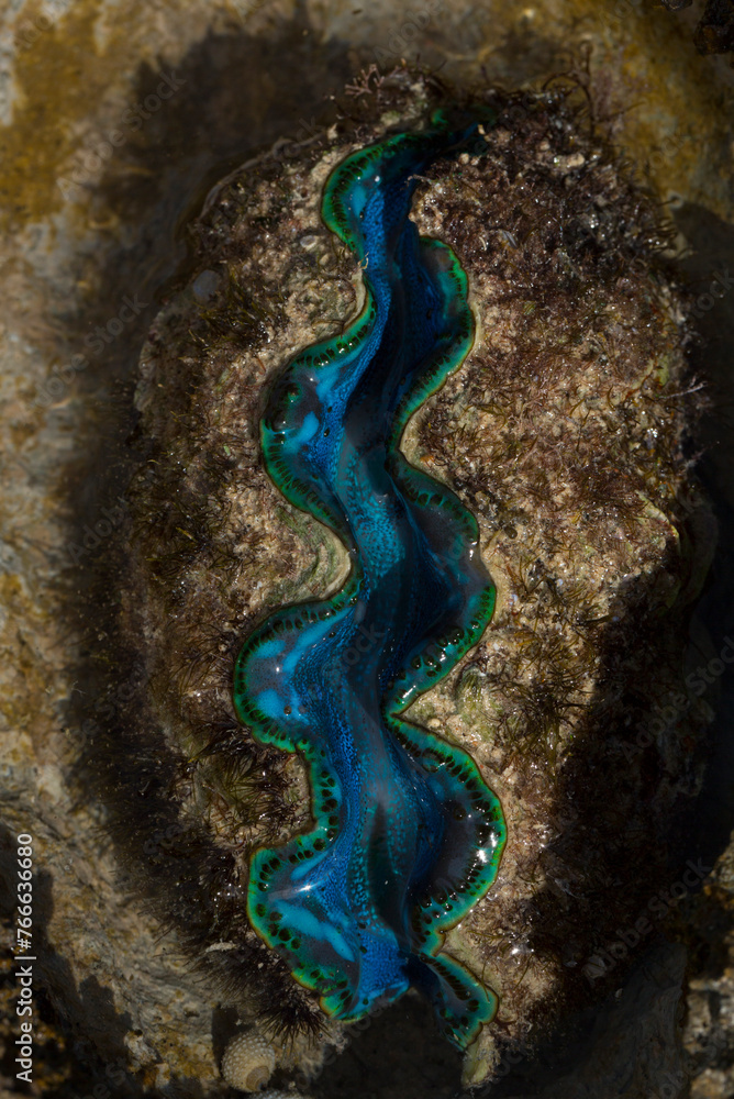 The maxima clam (Tridacna maxima), also known as the small giant clam ...