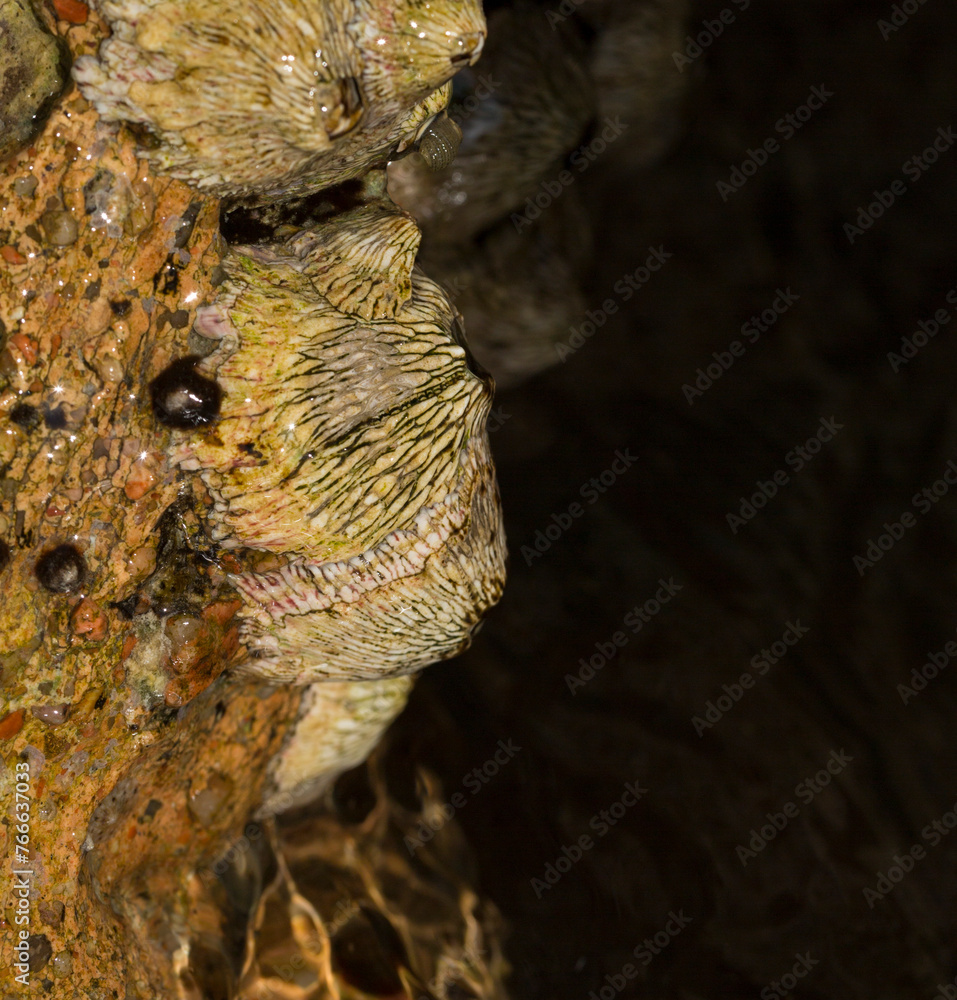 Tetraclita squamosa - Thatched barnacle. Balanus (Balanomorpha) is a ...