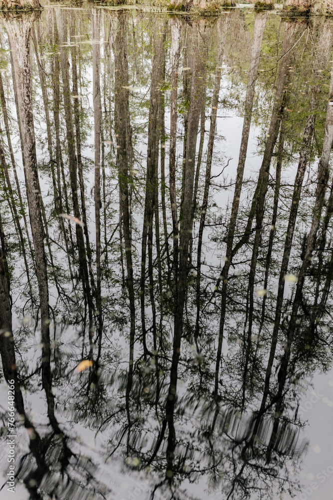 Beautiful landscape in a swamp with cypress trees with Spanish moss ...