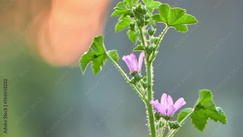 Malva sylvestris is species of mallow genus Malva in family of ...