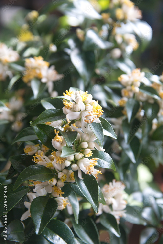 Blossom of chinotto, Citrus myrtifolia, the myrtle-leaved orange tree ...