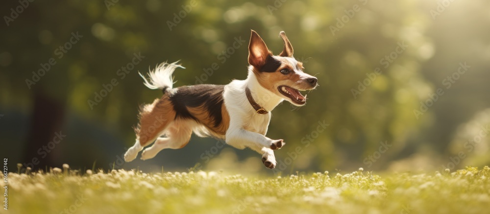 A small carnivorous dog breed, a companion dog, is happily running ...
