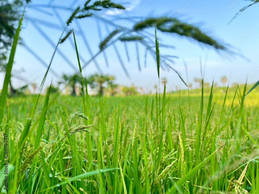 Green rice plant, yellow rice plant, rice stalks and ears of rice in ...