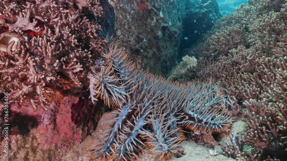 Crown of Thorns Starfish consuming coral reef captured in 4K. Issue for ...