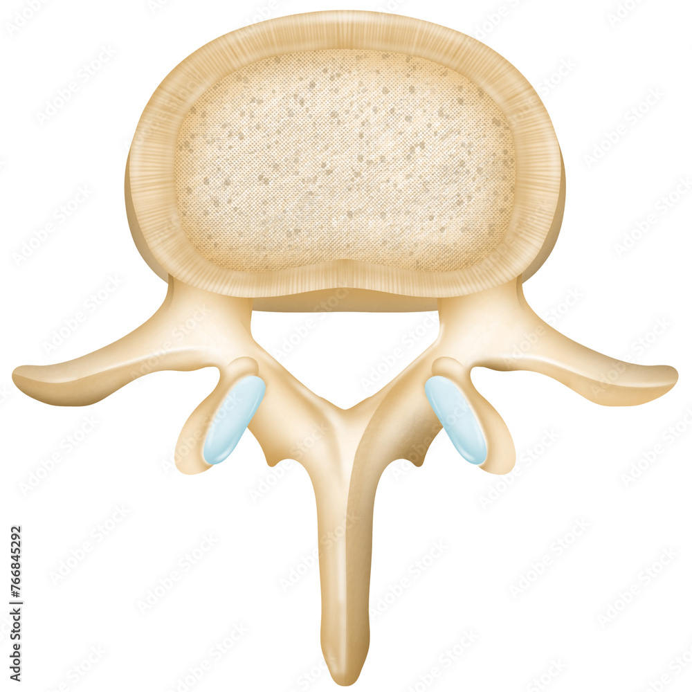 anatomy of Cervical spine, Thoracic spine, Lumbar spine water color ...