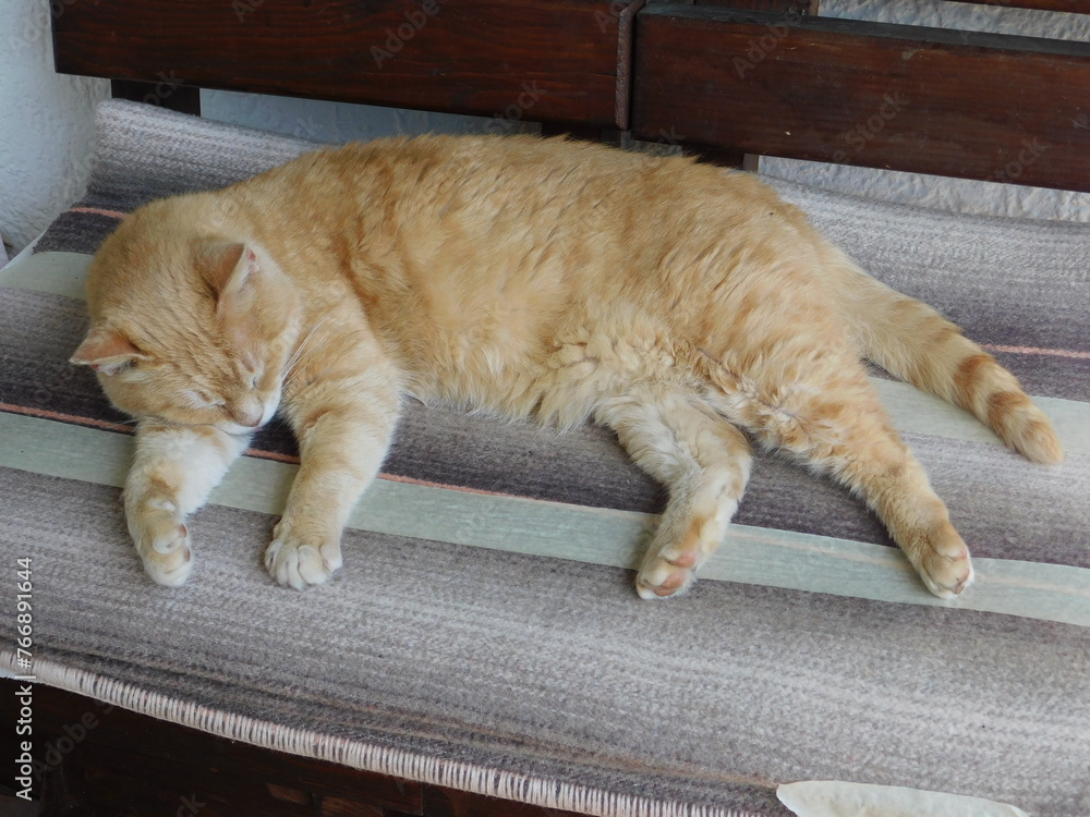 Poster gatto che dorme – Wall Art | UkPosters
