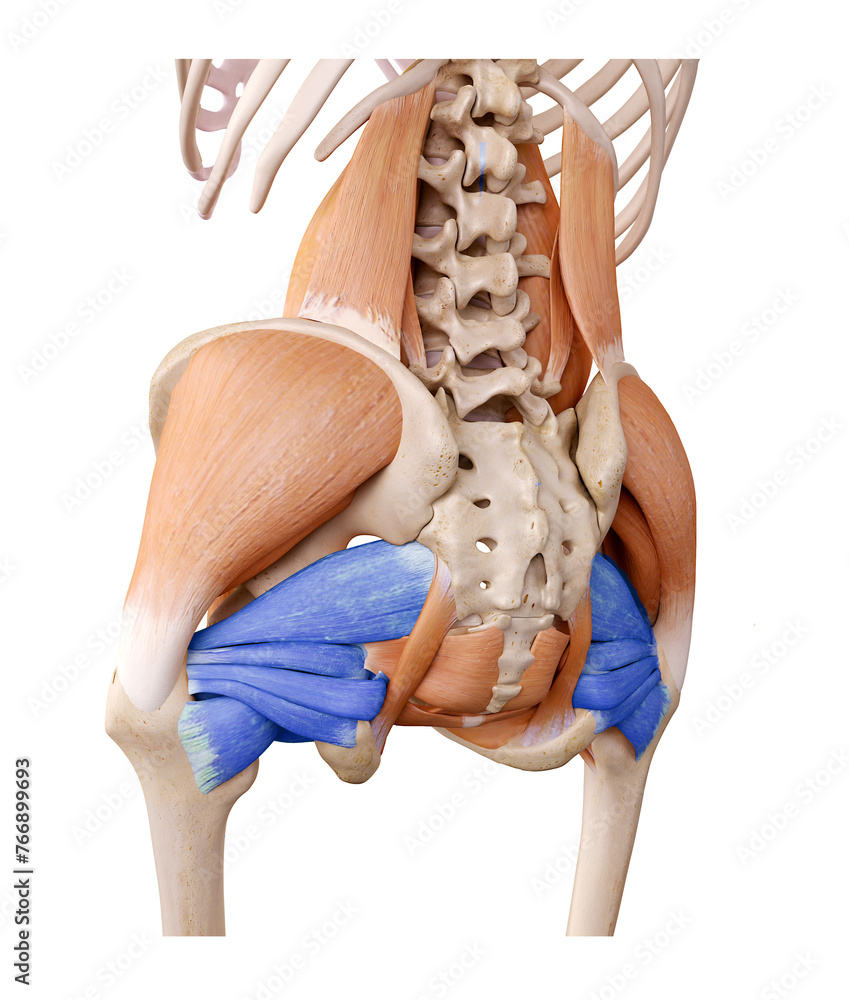 Extrarotatores of the hip in the deep front line - piriformis, superior ...
